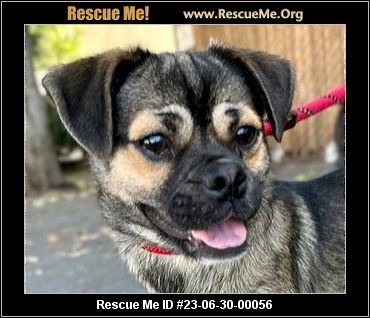 - California Pug Rescue - ADOPTIONS - Rescue Me!