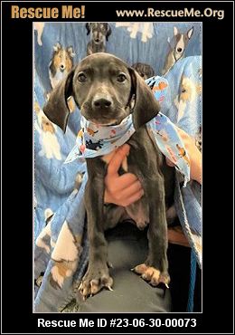 - South Carolina Dog Rescue - ADOPTIONS - Rescue Me!