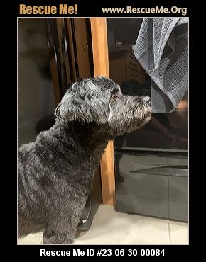 - Florida Portuguese Water Dog Rescue - ADOPTIONS - Rescue Me!