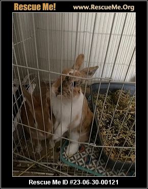 - New Jersey Rabbit Rescue - ADOPTIONS - Rescue Me!