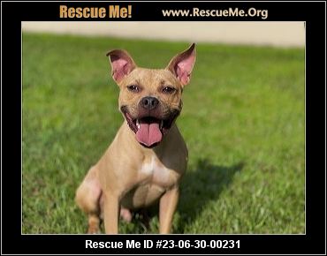 - Florida Black Mouth Cur Rescue - ADOPTIONS - Rescue Me!
