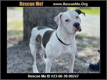 - Florida Boxer Rescue - ADOPTIONS - Rescue Me!
