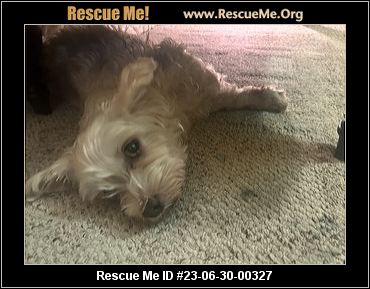 - Texas Maltese Rescue - ADOPTIONS - Rescue Me!