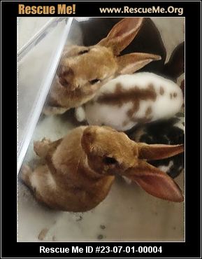 - Washington Rabbit Rescue - ADOPTIONS - Rescue Me!