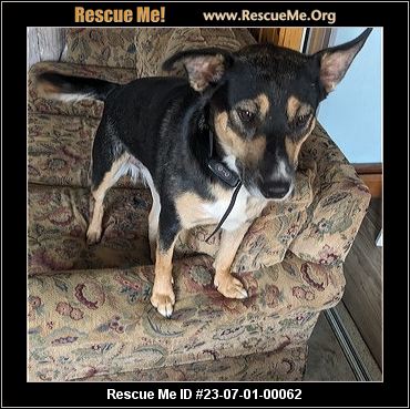 - Minnesota Dog Rescue - ADOPTIONS - Rescue Me!