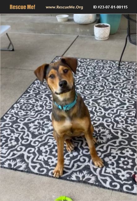 ADOPT 23070100115 ~ German Shepherd Rescue ~ Eugene, OR