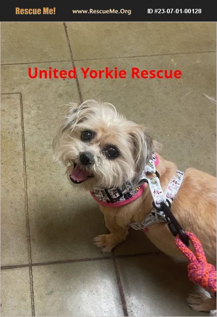 ADOPT 23070100128 ~ Yorkie Rescue ~ Texas