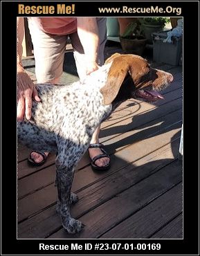 - Texas German Shorthaired Pointer Rescue - ADOPTIONS - Rescue Me!