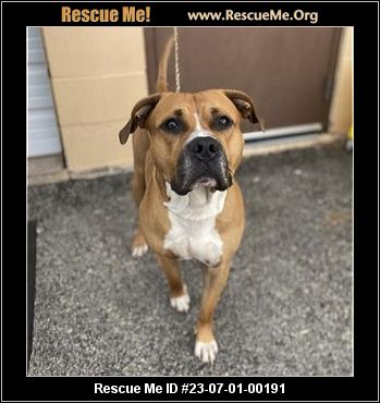 - Georgia Boxer Rescue - ADOPTIONS - Rescue Me!