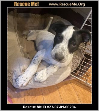 - California American Bulldog Rescue - ADOPTIONS - Rescue Me!