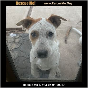 - California American Bulldog Rescue - ADOPTIONS - Rescue Me!