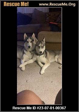 - Michigan Siberian Husky Rescue - ADOPTIONS - Rescue Me!
