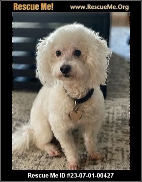 - California Bichon Frise Rescue - ADOPTIONS - Rescue Me!