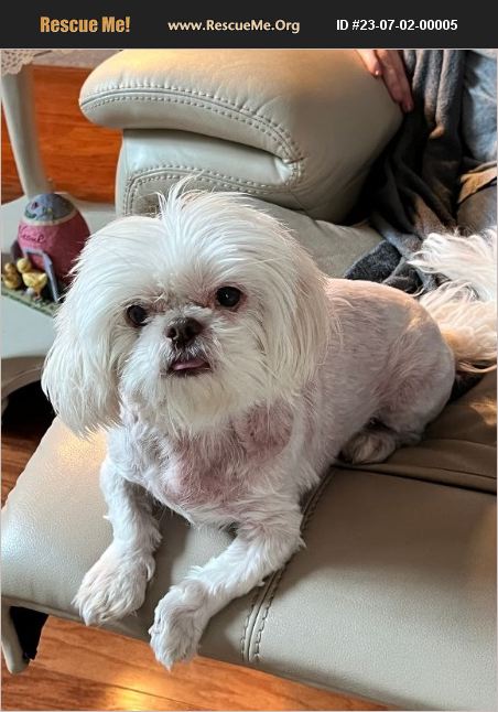 ADOPT 23070200005 ~ Maltese Rescue ~ Vallejo, CA