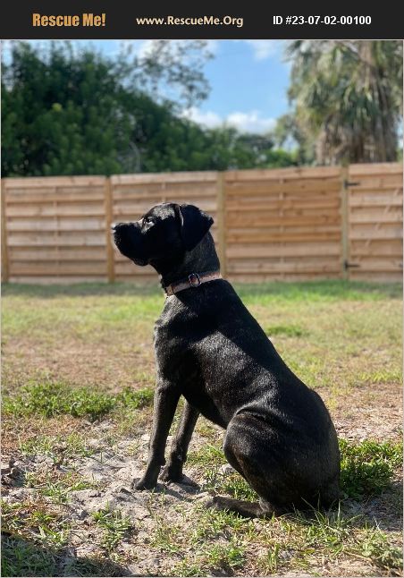ADOPT 23070200100 ~ Bullmastiff Rescue ~ Venice, FL