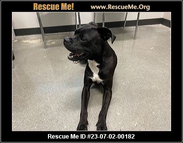 - Texas Boxer Rescue - ADOPTIONS - Rescue Me!