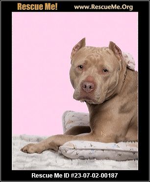 - Massachusetts Dog Rescue - ADOPTIONS - Rescue Me!