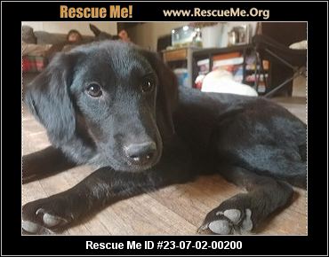 - Georgia Border Collie Rescue - ADOPTIONS - Rescue Me!