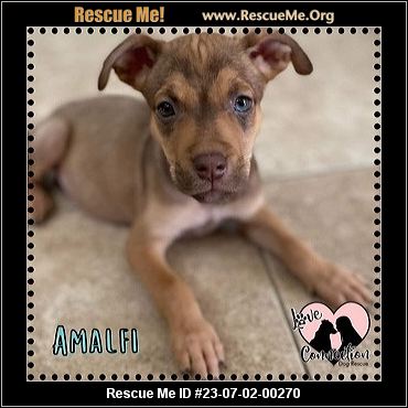 - Arizona Pit Bull Rescue - ADOPTIONS - Rescue Me!