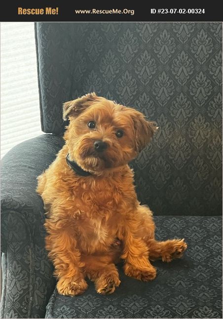 ADOPT 23070200324 ~ Yorkie Rescue ~ Summerville, GA