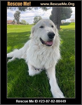 - Arizona Great Pyrenees Rescue - ADOPTIONS - Rescue Me!