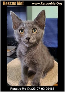 - California Russian Blue Rescue - ADOPTIONS - Rescue Me!