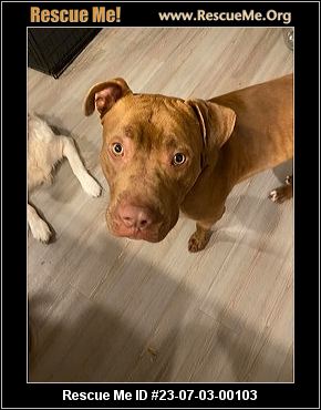 - Florida Pit Bull Rescue - ADOPTIONS - Rescue Me!