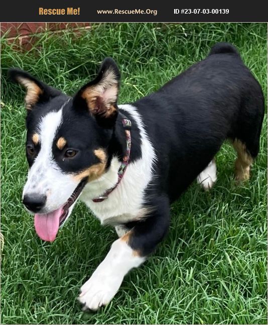 ADOPT 23070300139 ~ Corgi Rescue ~ Oklahoma City, OK