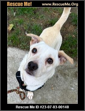 - California Jack Russell Rescue - ADOPTIONS - Rescue Me!