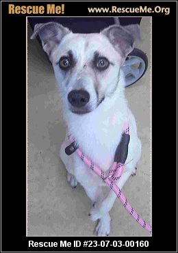 - Indiana Dog Rescue - ADOPTIONS - Rescue Me!