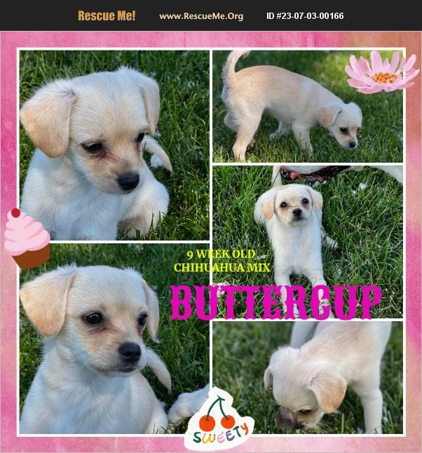 ADOPT 23070300166 ~ Chihuahua Rescue ~ Great Bend, KS