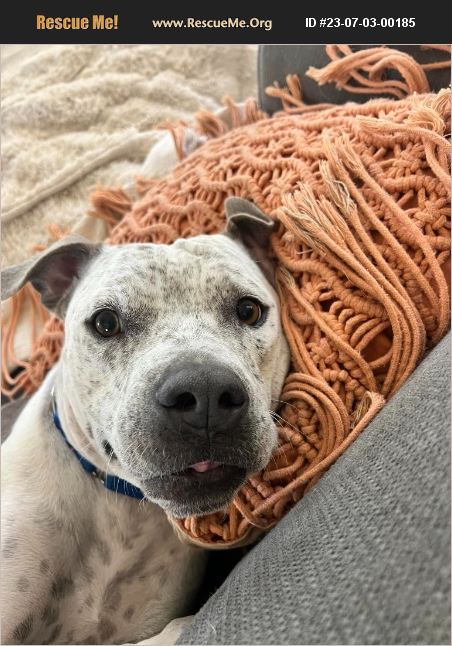ADOPT 23070300185 ~ Pit Bull Rescue ~ Arizona