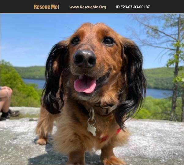 ADOPT 23070300187 ~ Dachshund Rescue ~ East Hartland, CT
