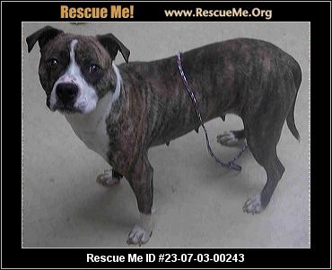 - Indiana Dog Rescue - ADOPTIONS - Rescue Me!