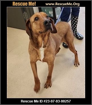 - Utah Dog Rescue - ADOPTIONS - Rescue Me!