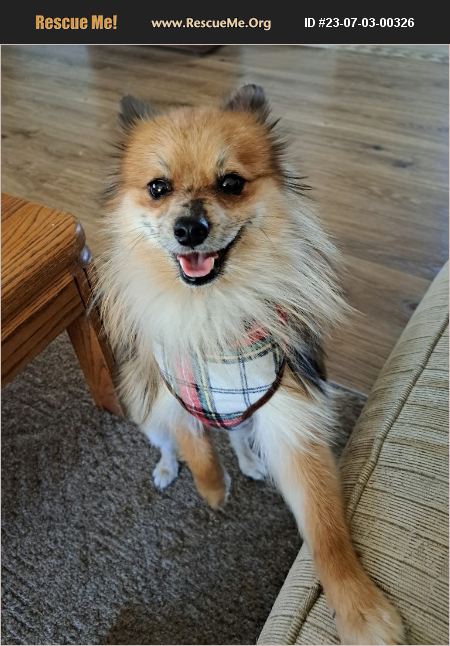 ADOPT 23070300326 ~ Pomeranian Rescue ~ Glendale, AZ