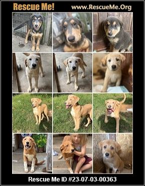 - Rhode Island Dog Rescue - ADOPTIONS - Rescue Me!