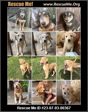 - Maryland Dog Rescue - ADOPTIONS - Rescue Me!