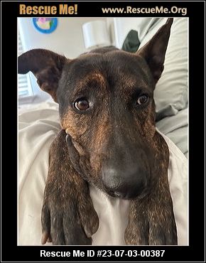 - Arizona Dutch Shepherd Rescue - ADOPTIONS - Rescue Me!