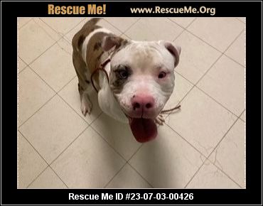 - Massachusetts Dog Rescue - ADOPTIONS - Rescue Me!