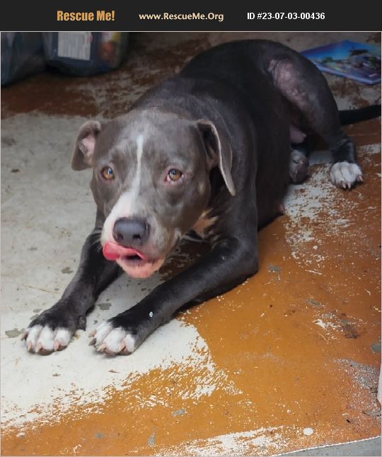 ADOPT 23070300436 ~ Pit Bull Rescue ~ Brandon, FL
