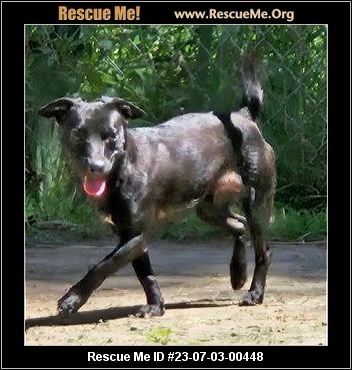 - Montana Dog Rescue - ADOPTIONS - Rescue Me!