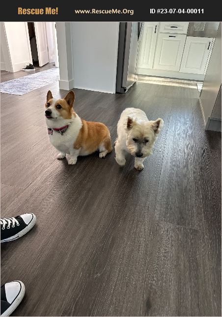 ADOPT 23070400011 ~ Corgi Rescue ~ anaheim, CA