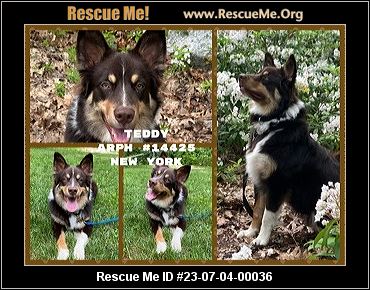 - New York Australian Shepherd Rescue - ADOPTIONS - Rescue Me!