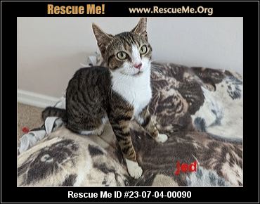 - Florida Cat Rescue - ADOPTIONS - Rescue Me!