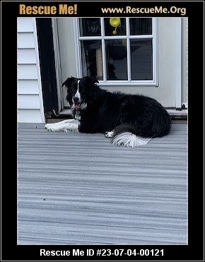 - Ohio Border Collie Rescue - ADOPTIONS - Rescue Me!