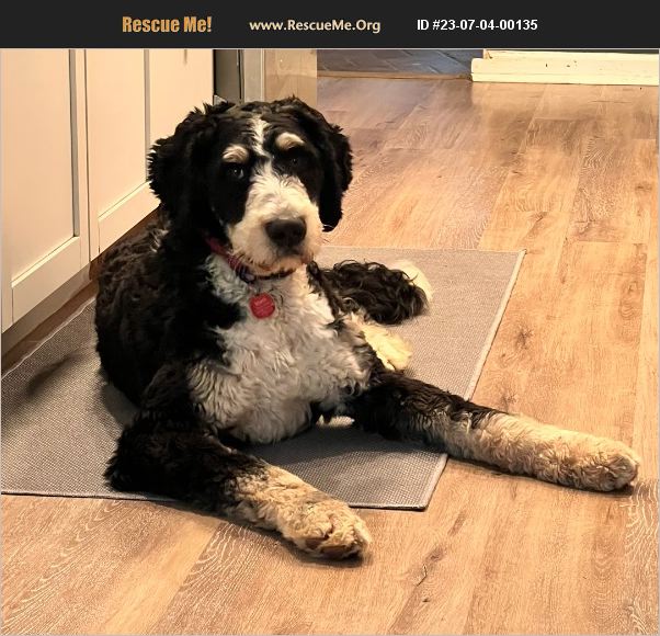 ADOPT 23070400135 ~ Poodle Rescue ~ Shawnee, KS