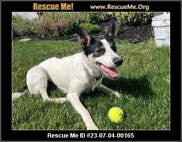 - Utah Dog Rescue - ADOPTIONS - Rescue Me!