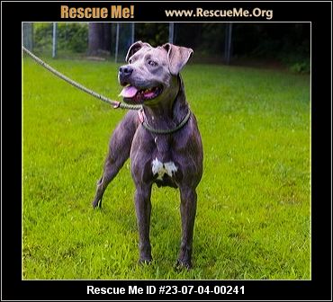 - Georgia Boxer Rescue - ADOPTIONS - Rescue Me!