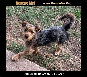 - Texas Yorkie Rescue - ADOPTIONS - Rescue Me!